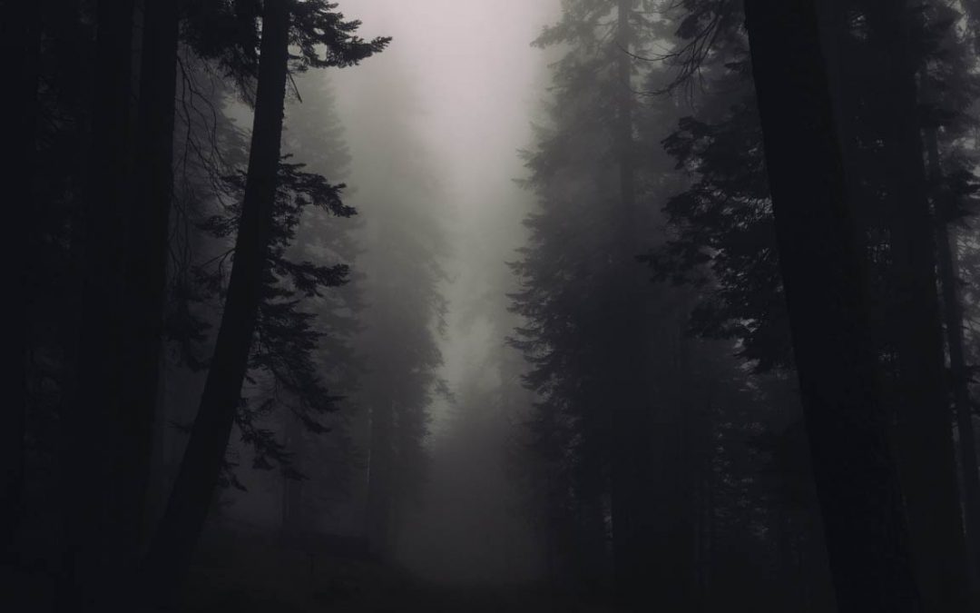 Pylli misterioz konkurron edhe me Legjendën e Drakullës - ObserverKult