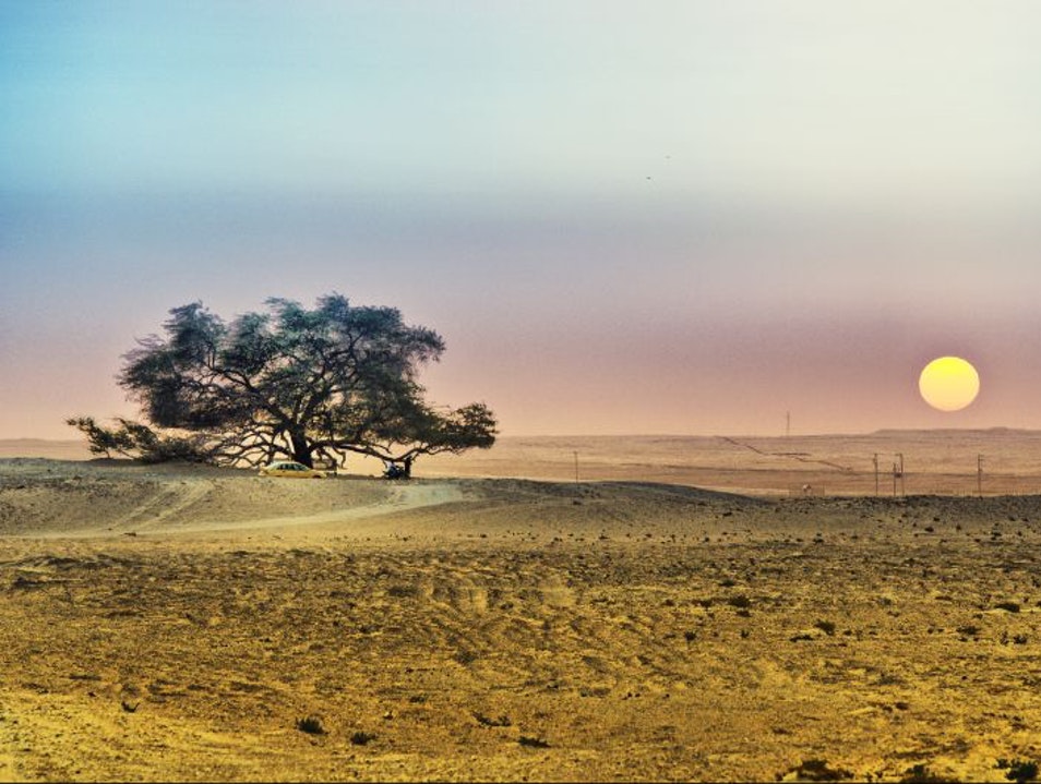 “Pema e jetës” ekziston… rritet në shkretëtirë! - ObserverKult