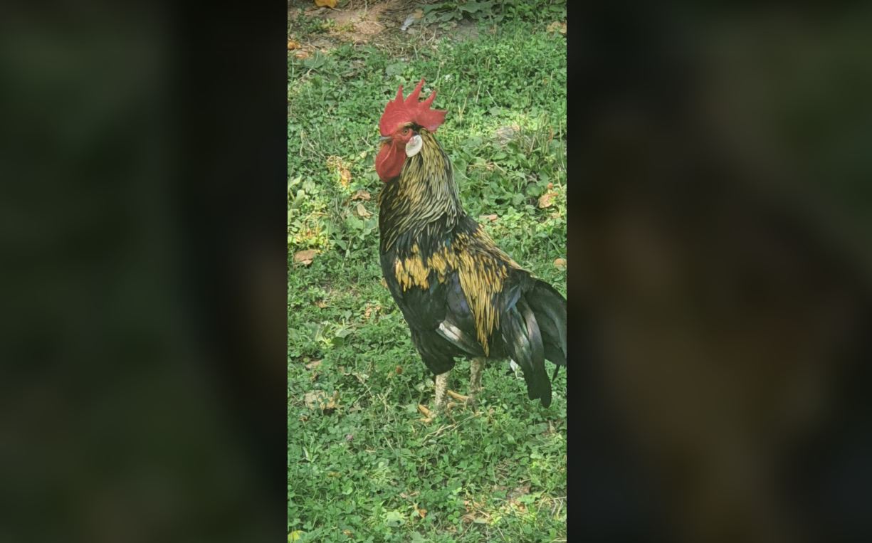 "Gjeli i tezes", tregim nga Bislim Ahmetaj - ObserverKult